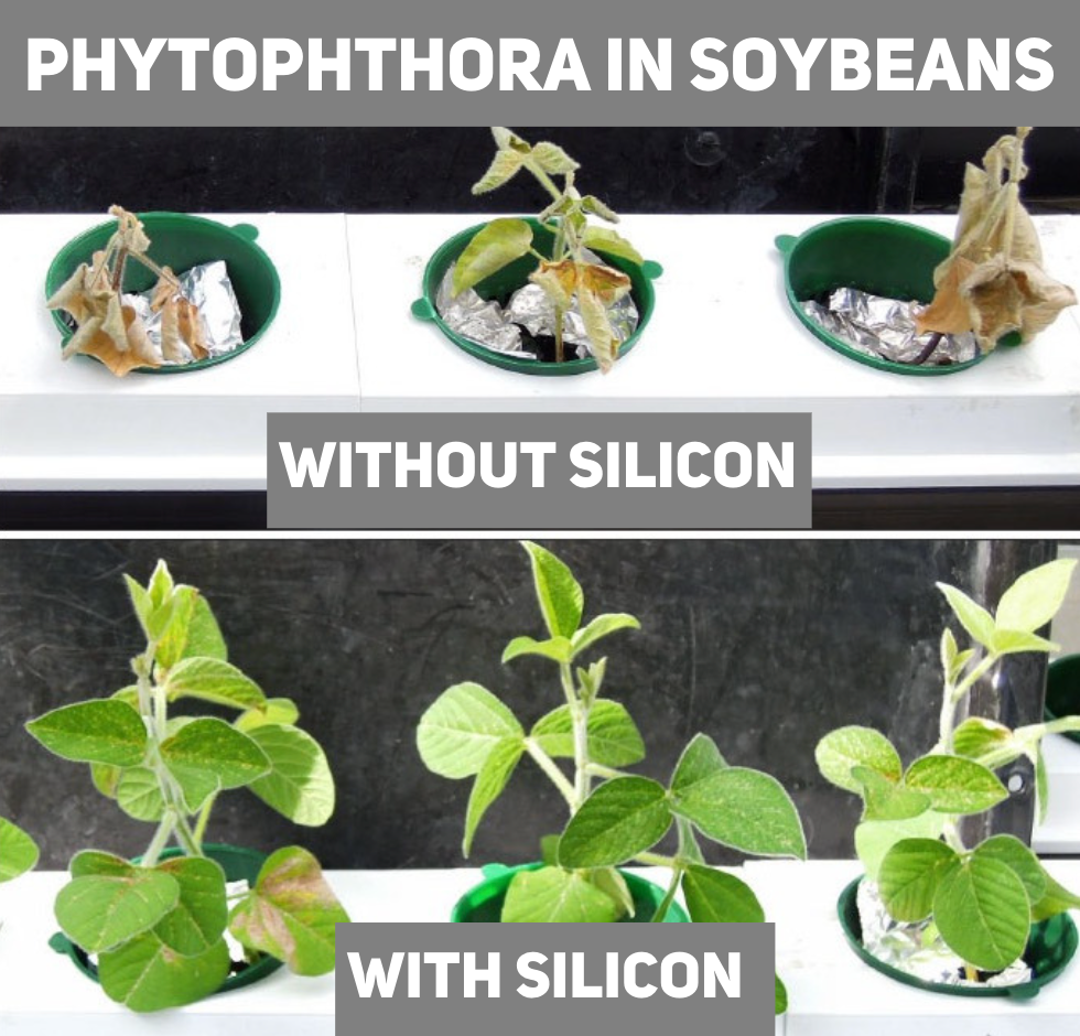 CW Grow: Silicon for Stronger, Healthier Crops - CW Grow